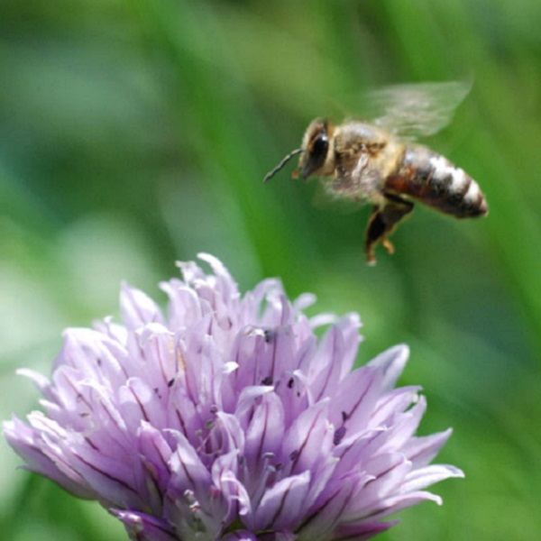 Honey-Bee-600-x-600 | GivingTrax Cloud Software