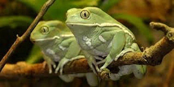 encourage-matching-gifts-600x300 | GivingTrax Cloud Software